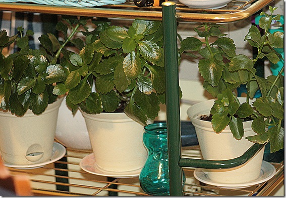 A Hocking Hill's Garden: December 2010